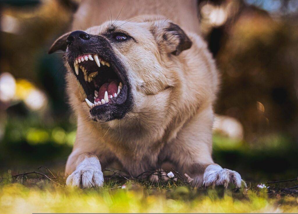 Como evitar y defenderse de ataque de perros Supervivencia y Desastres Supervivencia y Desastres